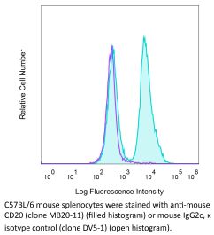 InVivoPlus anti-mouse CD20 | Bio X Cell
