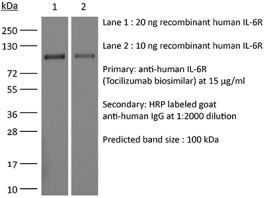 InVivoSIM anti-human IL-6R (Tocilizumab Biosimilar) | Bio X Cell