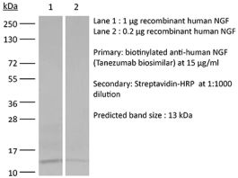 InVivoSIM anti-human NGF (Tanezumab Biosimilar) | Bio X Cell
