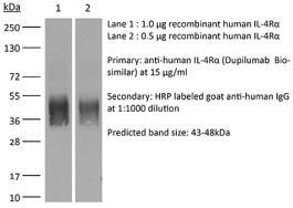 InVivoSIM anti-human IL-4Rα (CD124) (Dupilumab Biosimilar) | Bio X Cell