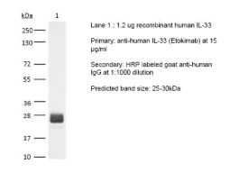 InVivoSIM anti-human IL-33 (Etokimab Biosimilar) | Bio X Cell