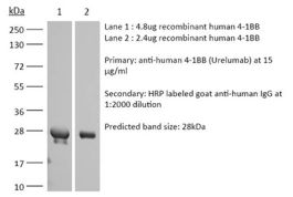 InVivoSIM anti-human 4-1BB (Urelumab Biosimilar) | Bio X Cell